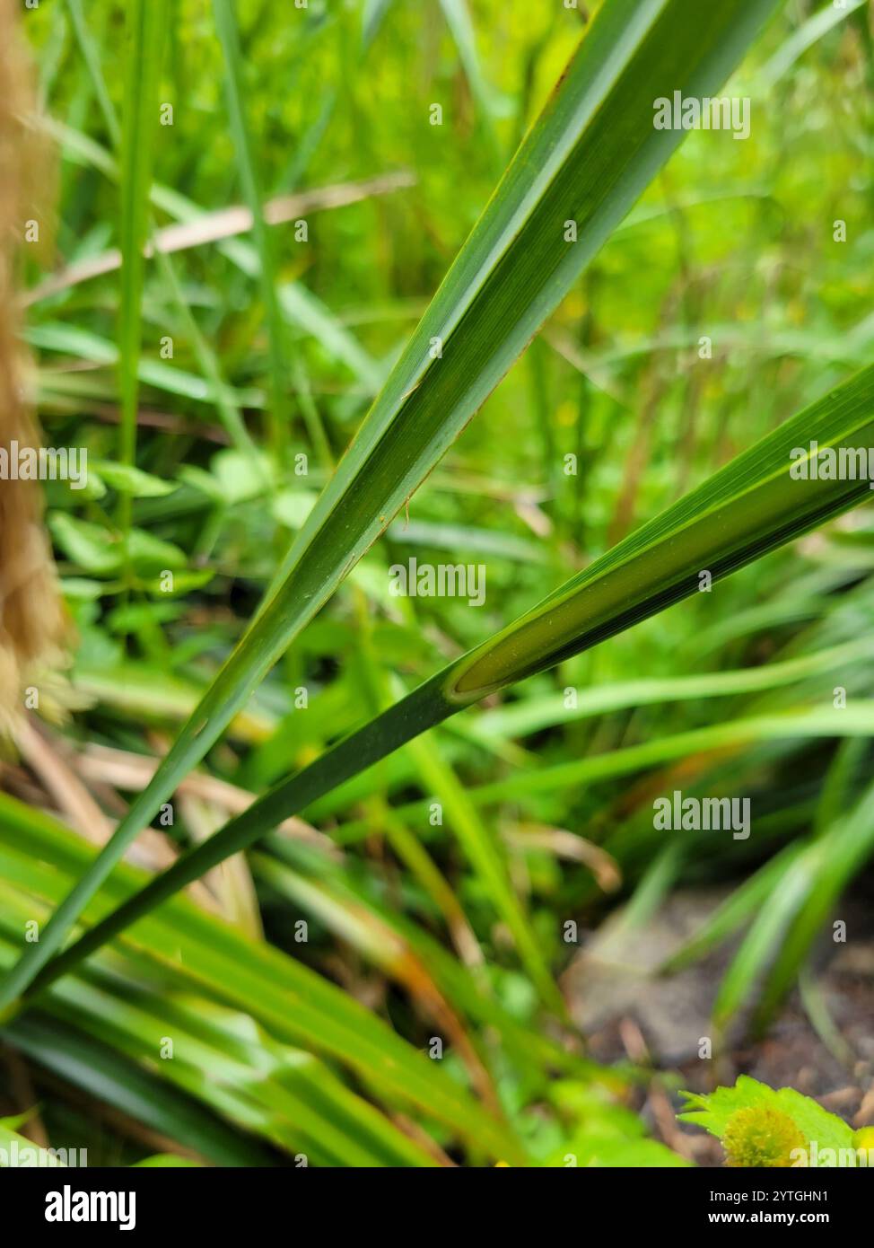 Hanging sedge (Carex pendula Stock Photo - Alamy