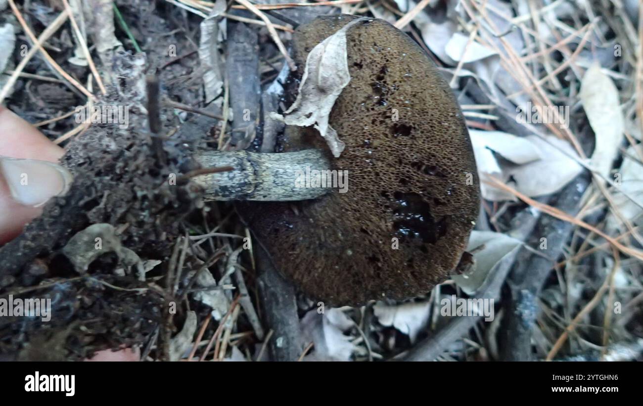 Purple-veiled Slippery Jack (Suillus luteus Stock Photo - Alamy