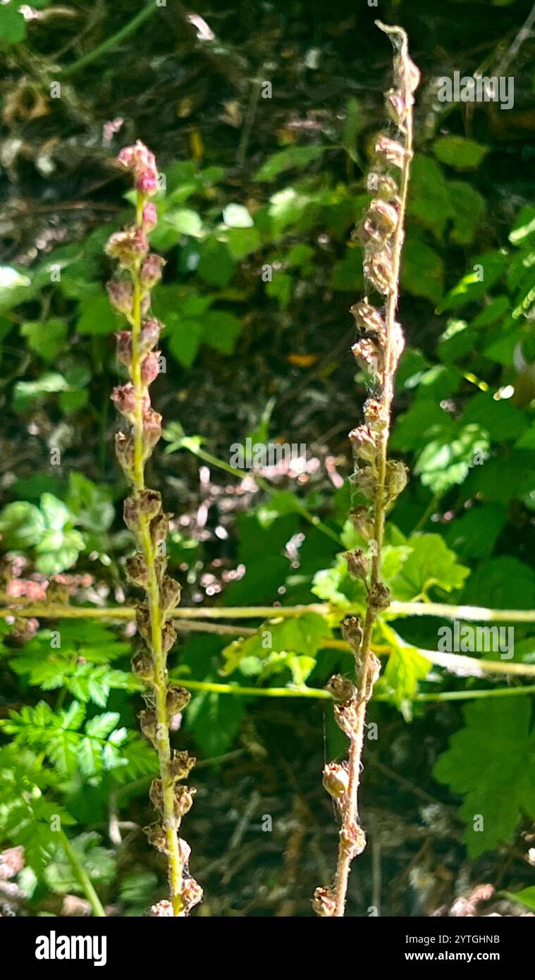 fringe cups (Tellima grandiflora Stock Photo - Alamy