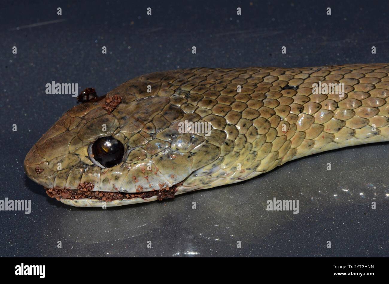 Olive Whip Snake (Psammophis mossambicus Stock Photo - Alamy