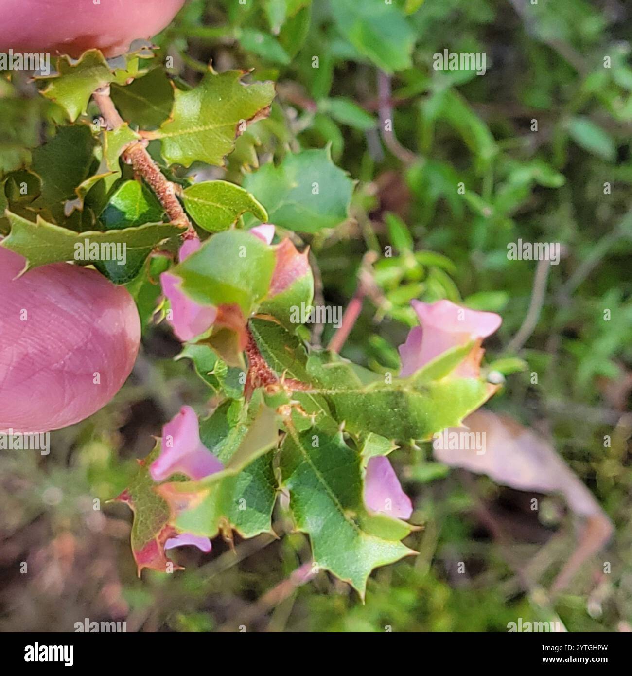 California scrub oak (Quercus berberidifolia Stock Photo - Alamy