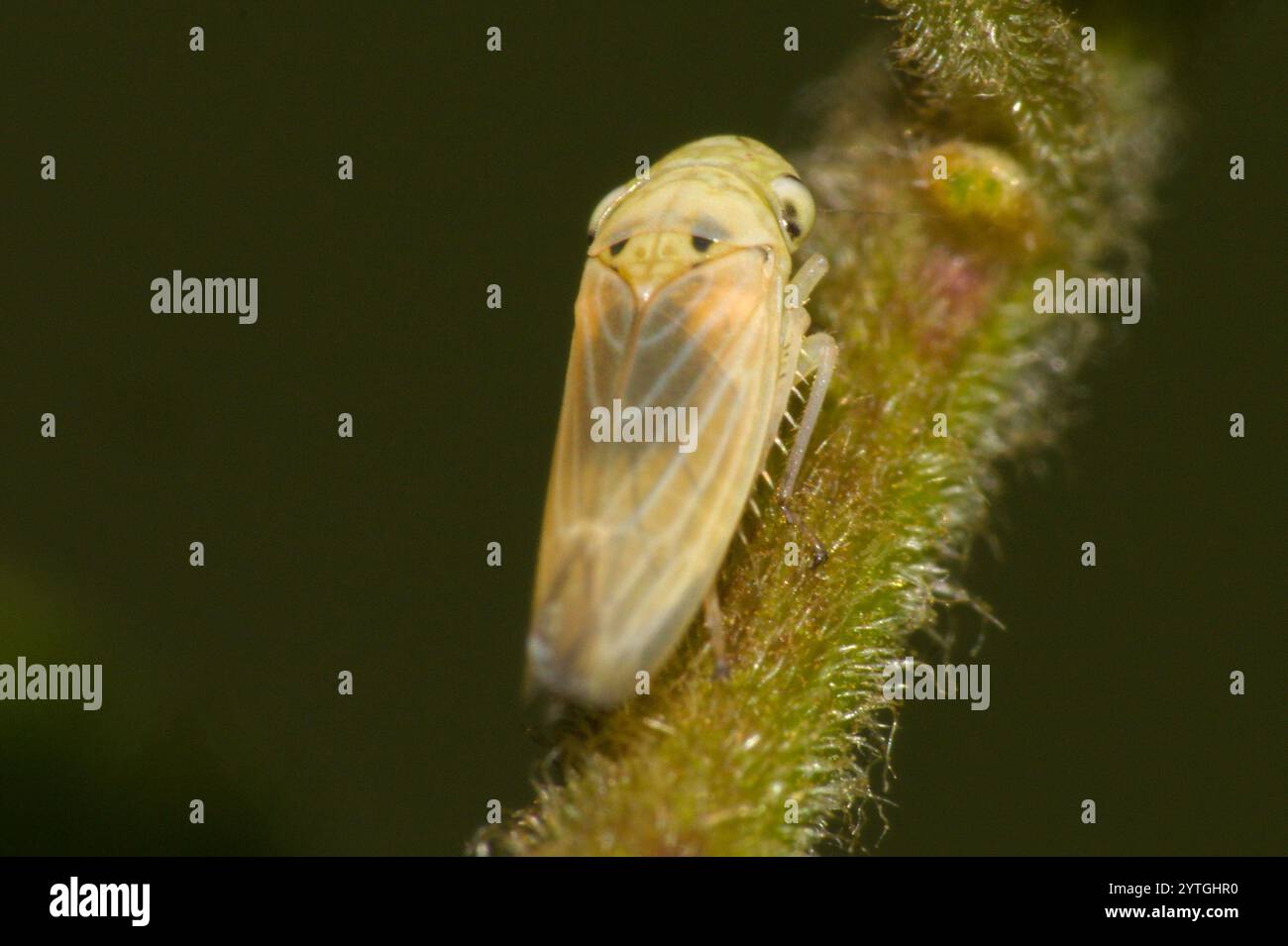 Typical Leafhoppers (Cicadellidae Stock Photo - Alamy
