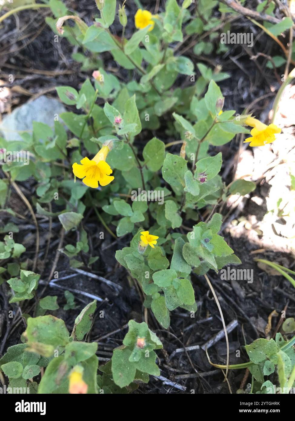 Erythranthe moschata hi-res stock photography and images - Alamy