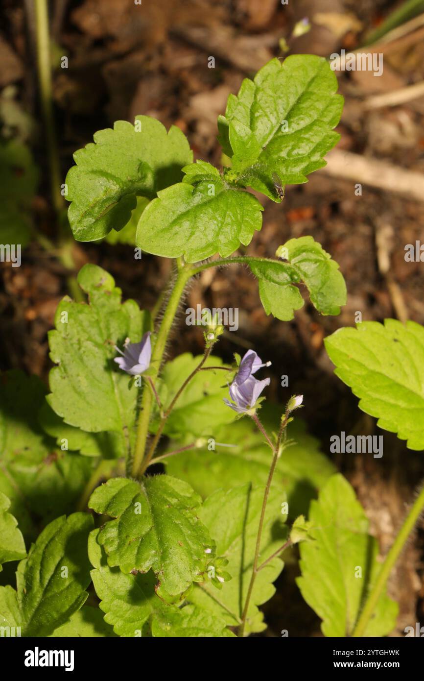 Wood Speedwell (Veronica montana Stock Photo - Alamy