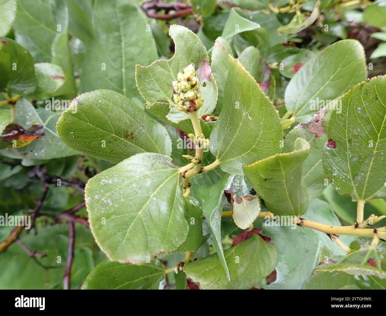 Snowbrush Ceanothus (Ceanothus velutinus Stock Photo - Alamy