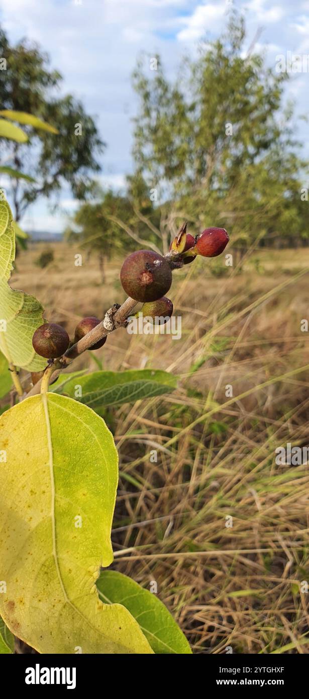 Sandpaper fig hi-res stock photography and images - Alamy