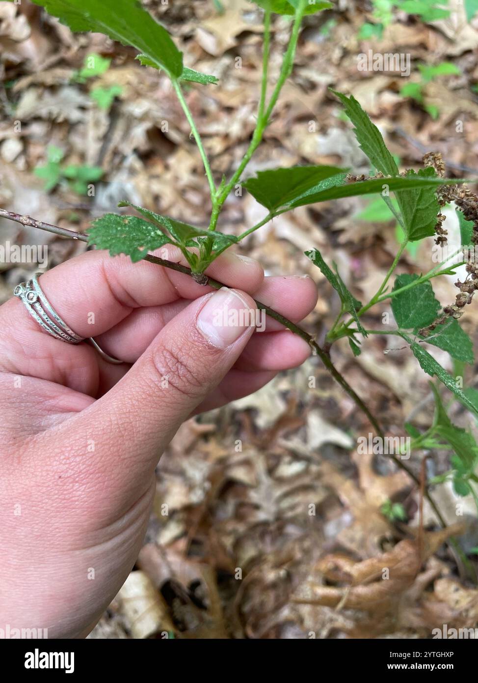 Common Dewberry (Rubus flagellaris Stock Photo - Alamy