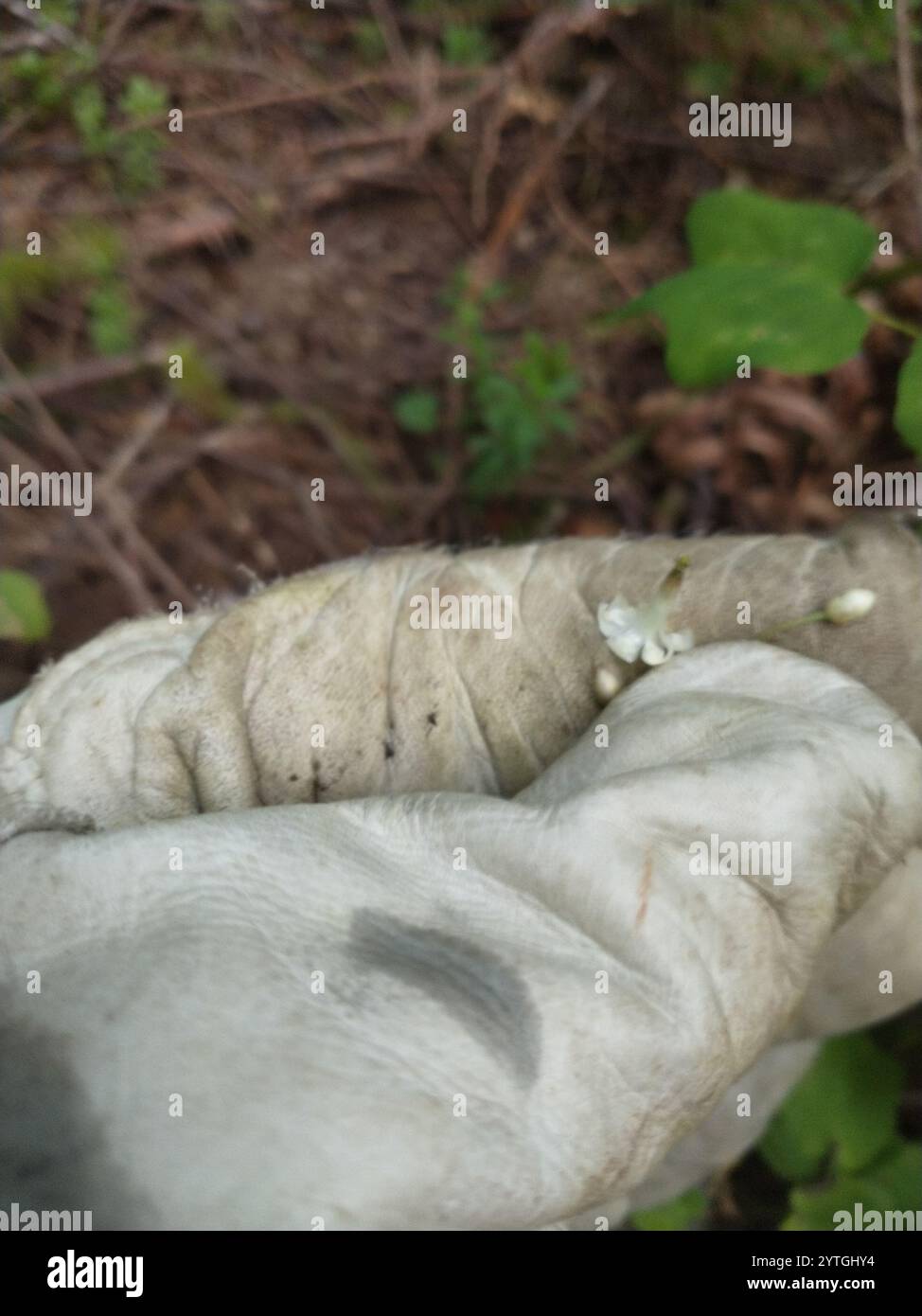 White Inside-out Flower (Vancouveria hexandra Stock Photo - Alamy