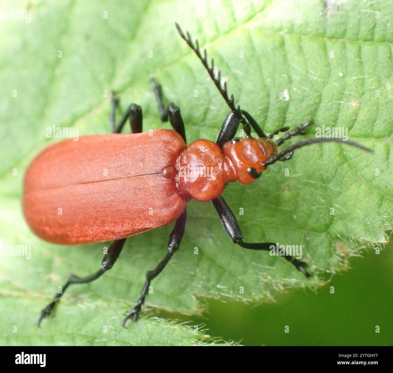 Common Cardinal Beetle (Pyrochroa serraticornis Stock Photo - Alamy