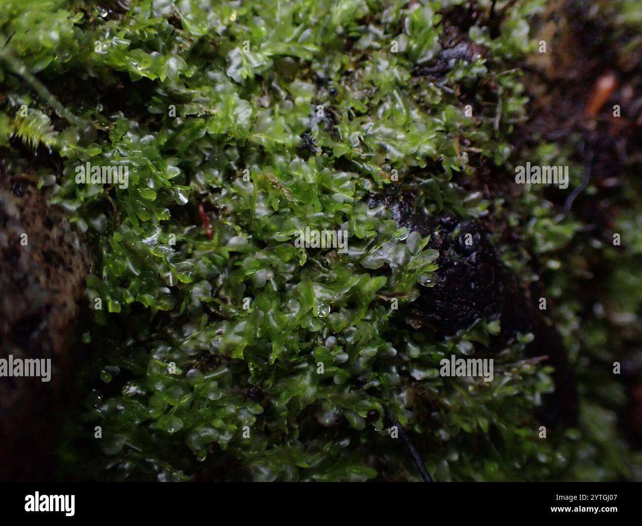 Square-leaved Crestwort (Chiloscyphus polyanthos Stock Photo - Alamy