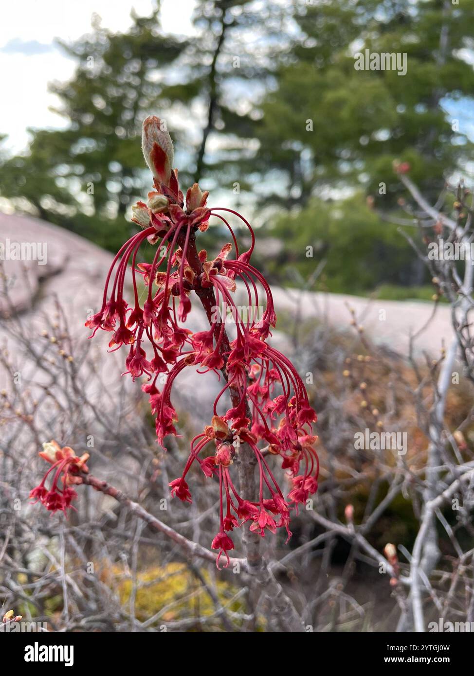 red maple (Acer rubrum Stock Photo - Alamy
