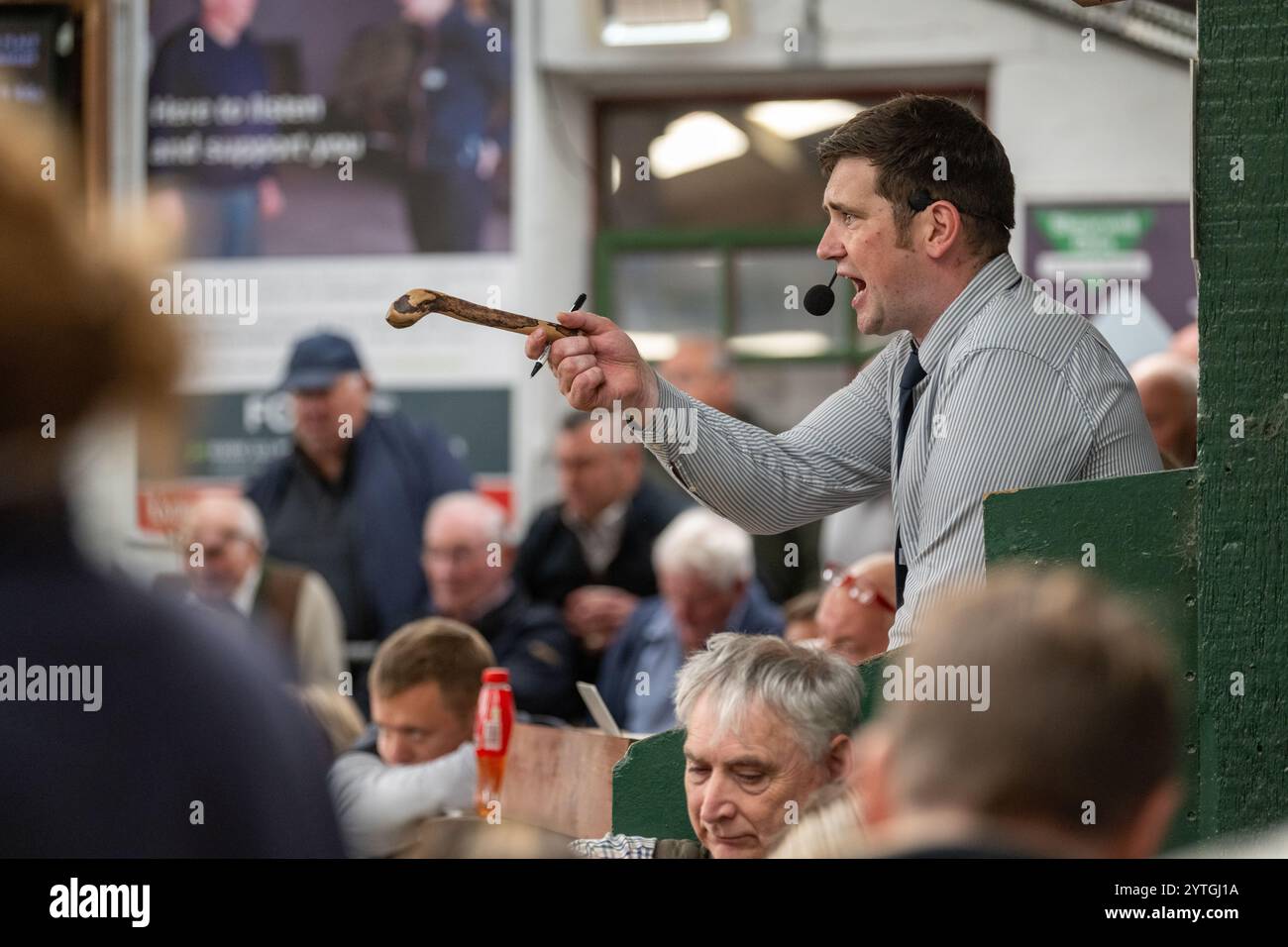 Sale of North of England mule gimmer lambs at Hawes, North Yorkshire ...