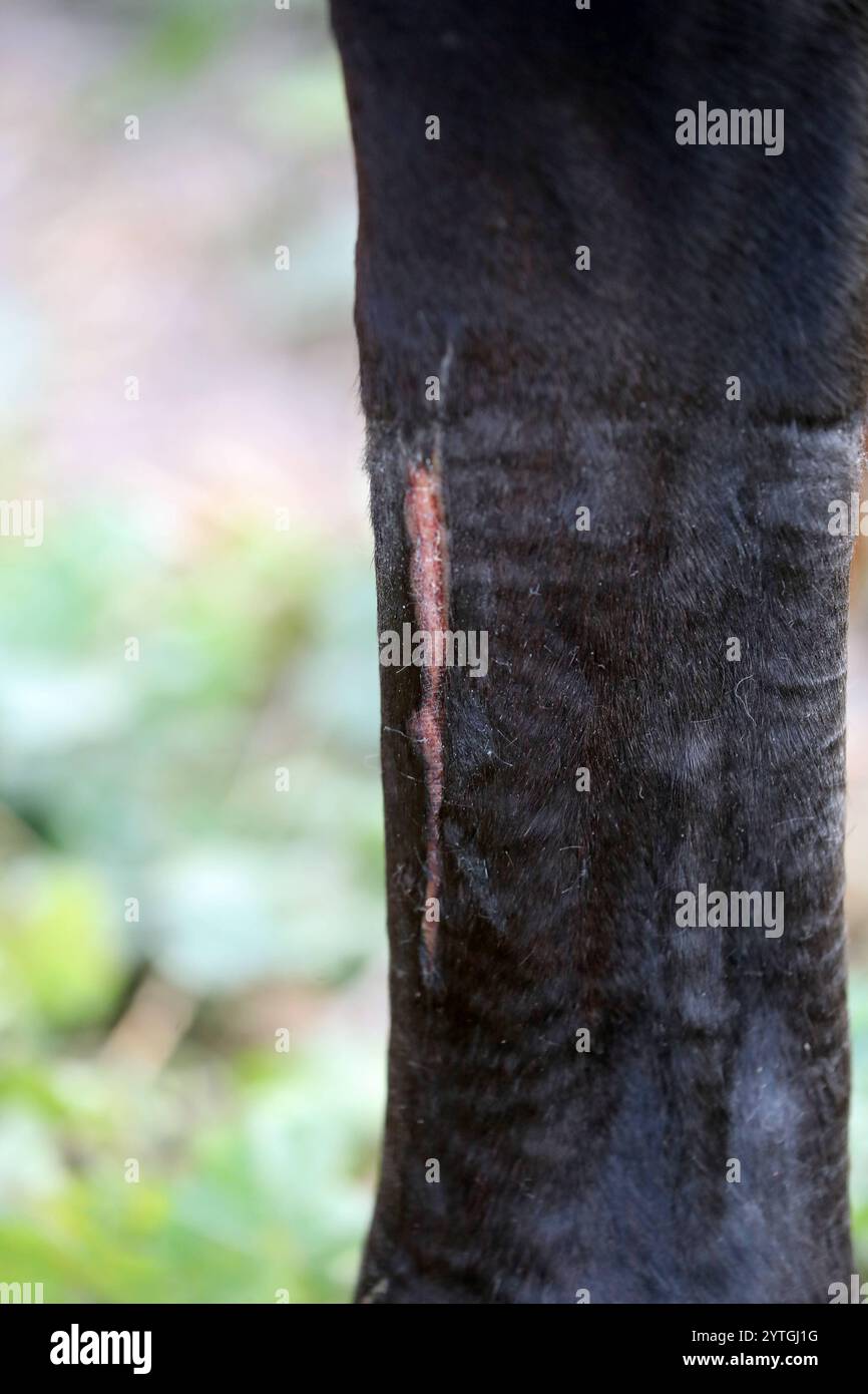 Leg wound horse hi-res stock photography and images - Alamy