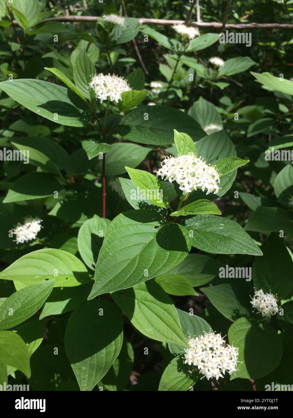 red osier dogwood (Cornus sericea Stock Photo - Alamy