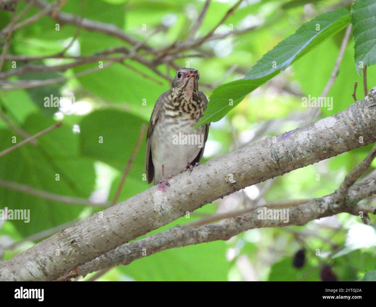 Gray cheeked thrush catharus minimus hi-res stock photography and ...