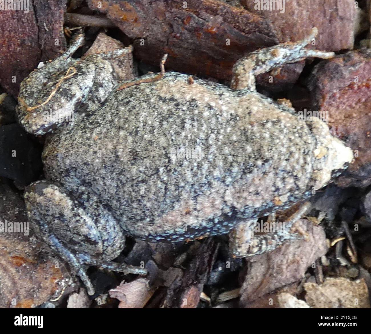 Eastern narrow mouthed toad hi-res stock photography and images - Alamy