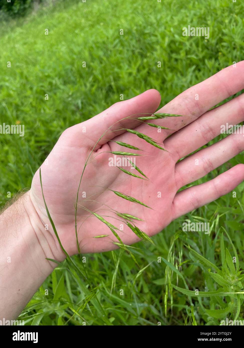Japanese brome (Bromus japonicus Stock Photo - Alamy