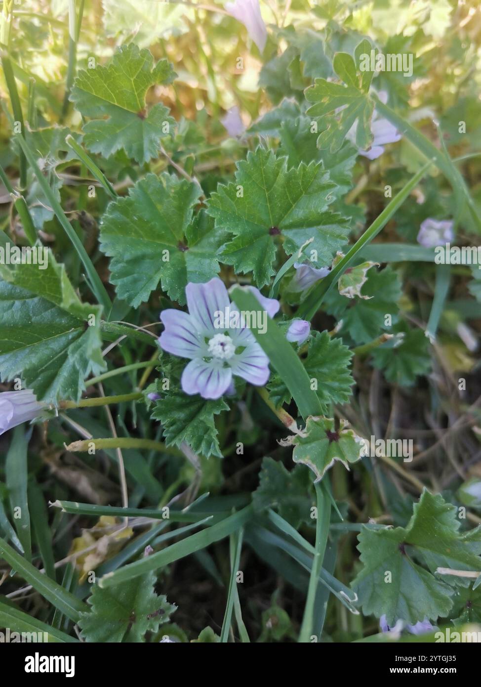 dwarf mallow (Malva neglecta Stock Photo - Alamy