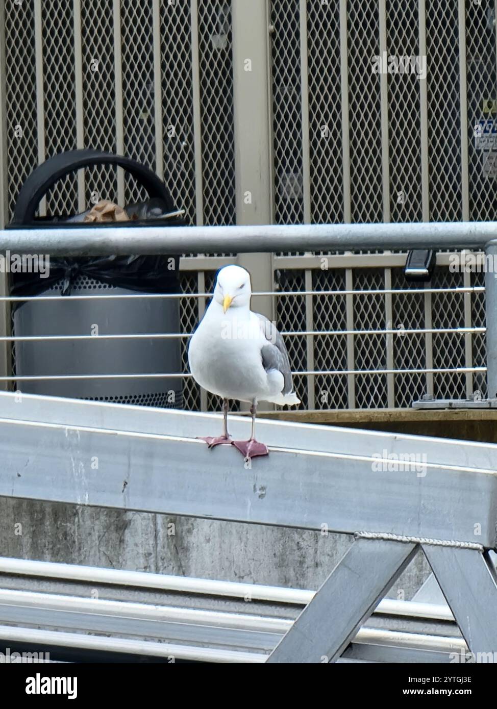 Olympic Gull (Larus glaucescens × occidentalis Stock Photo - Alamy