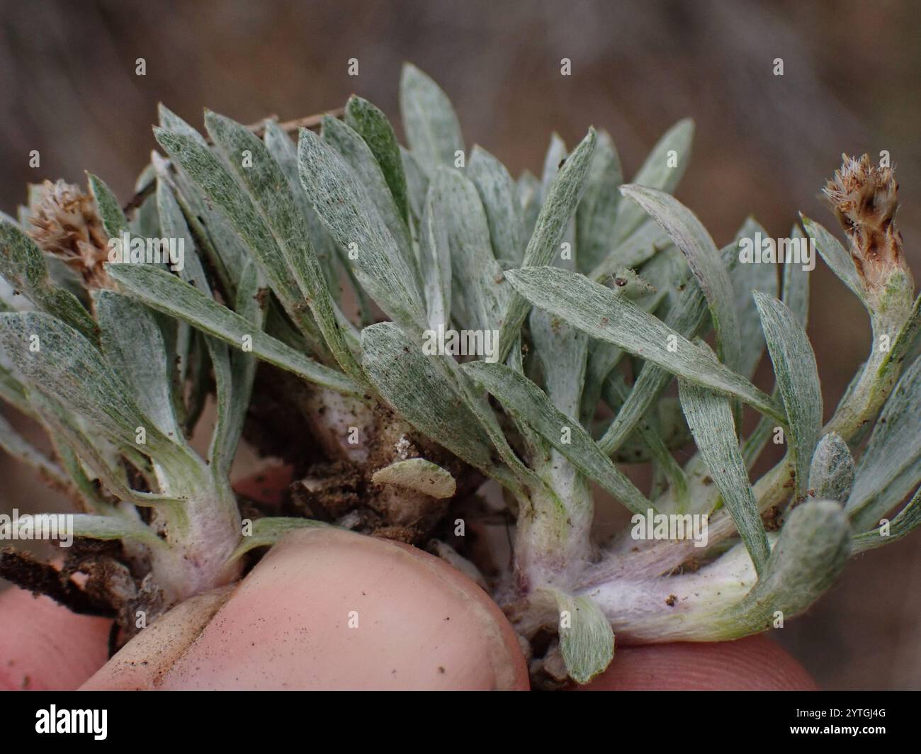 Low Pussytoes (Antennaria dimorpha Stock Photo - Alamy