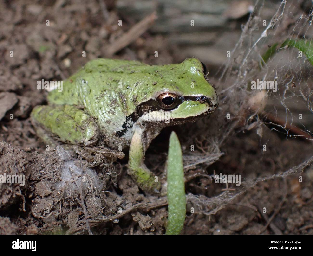 Pacific chorus frog (Pseudacris regilla Stock Photo - Alamy