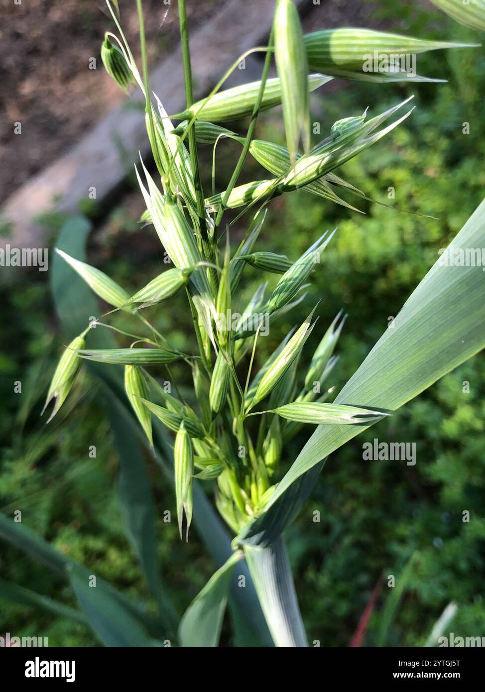 Common Oat (Avena sativa Stock Photo - Alamy