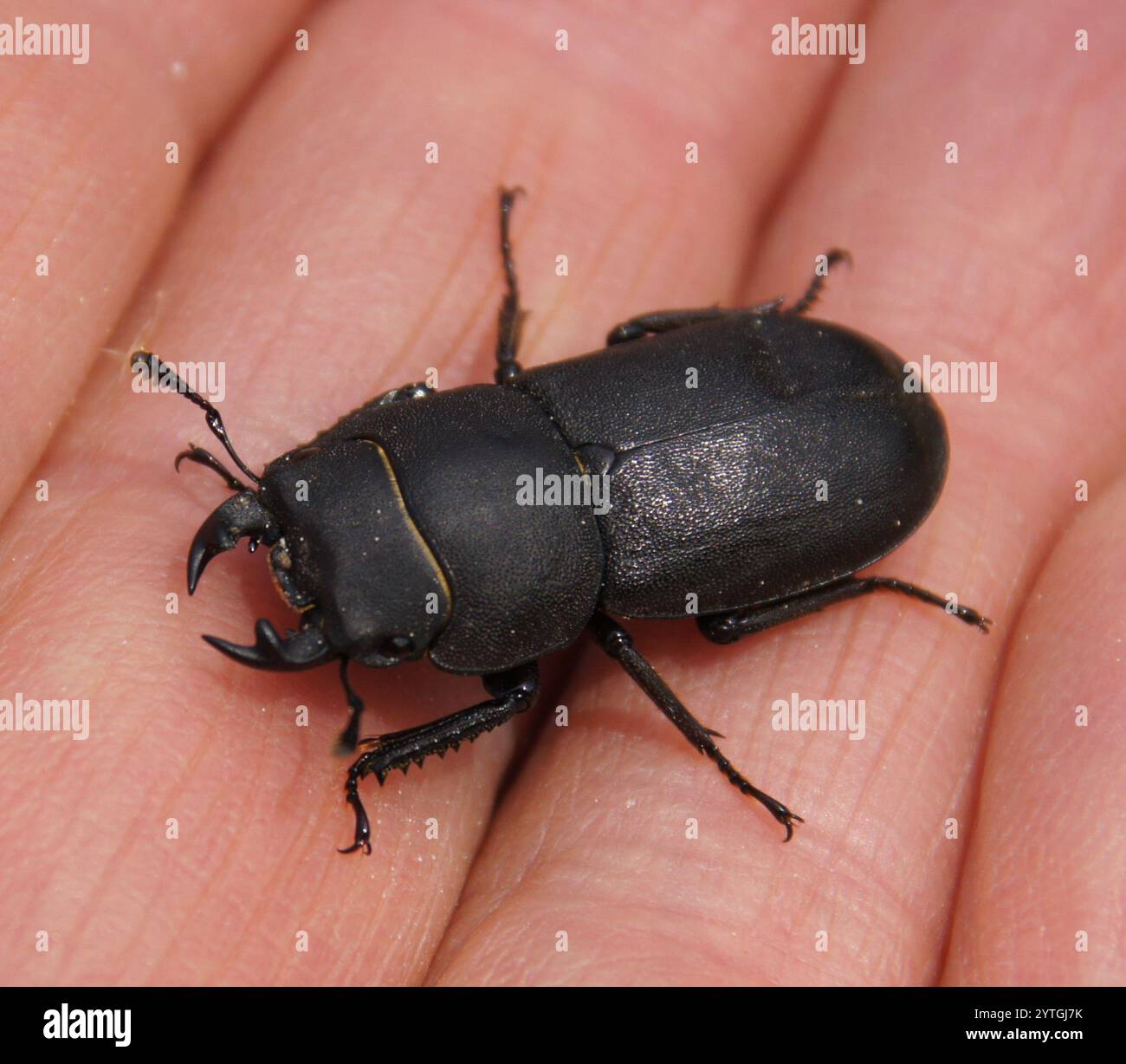 Lesser Stag Beetle (Dorcus parallelipipedus Stock Photo - Alamy