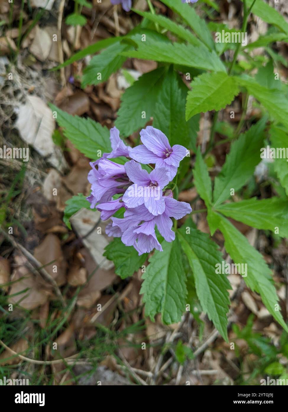Five-leaflet Bittercress (Cardamine pentaphyllos Stock Photo - Alamy