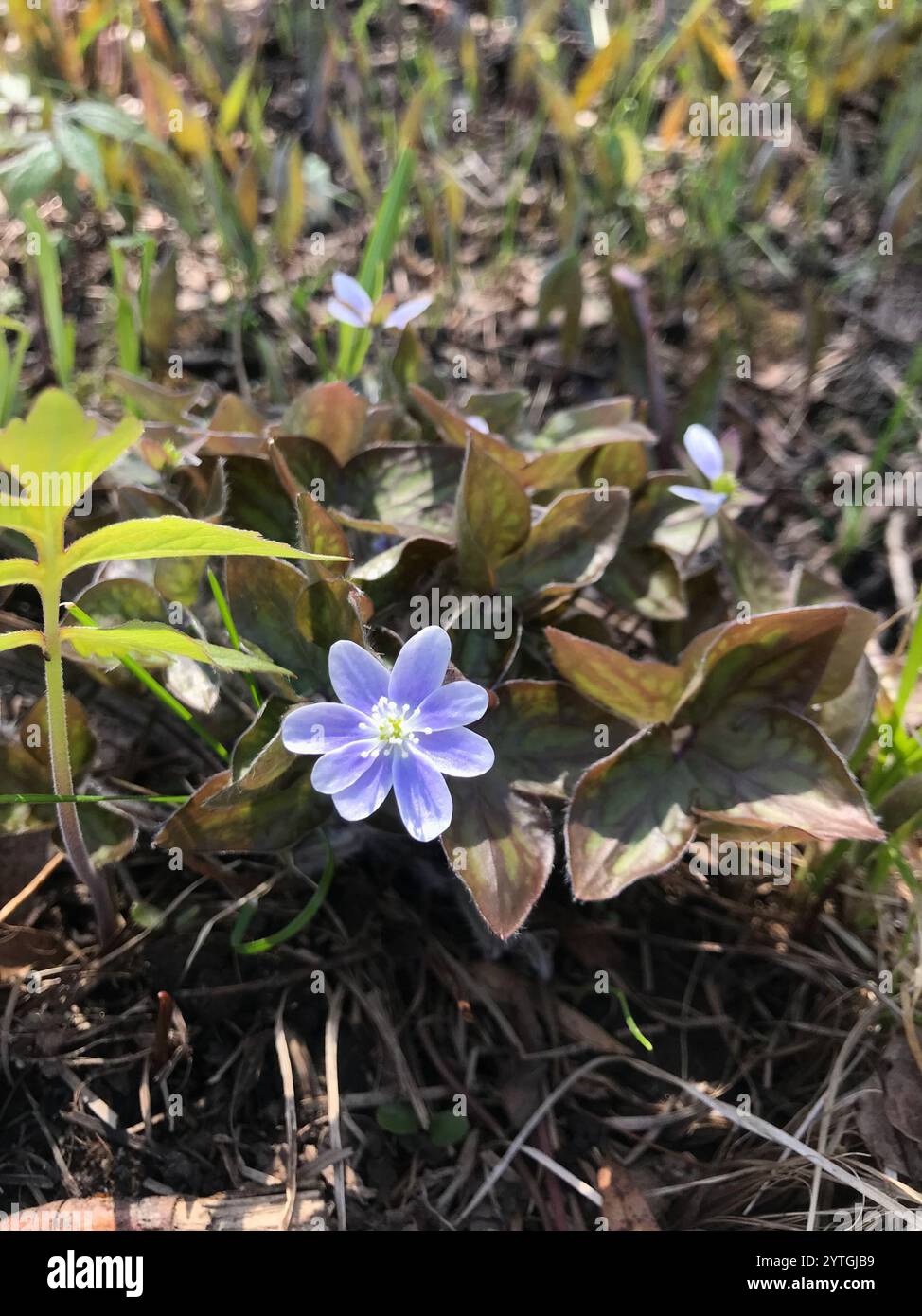 sharp-lobed hepatica (Hepatica acutiloba Stock Photo - Alamy