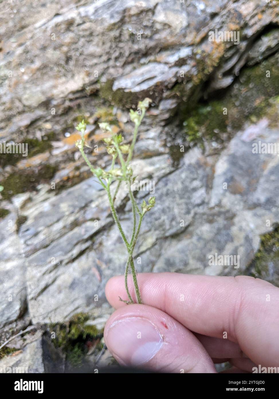 Micranthes virginiensis hi-res stock photography and images - Alamy