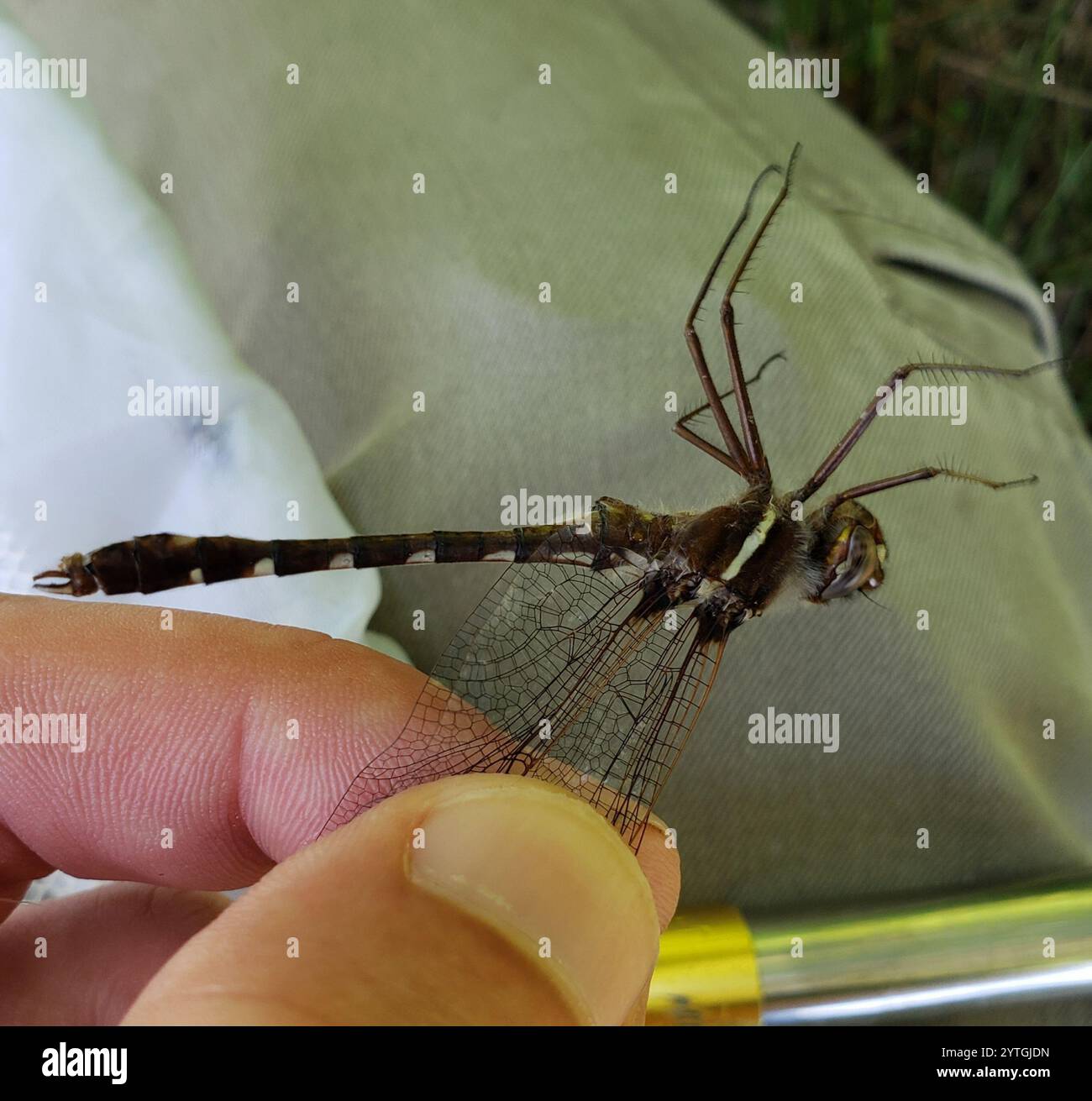 Stream Cruiser (Didymops transversa Stock Photo - Alamy