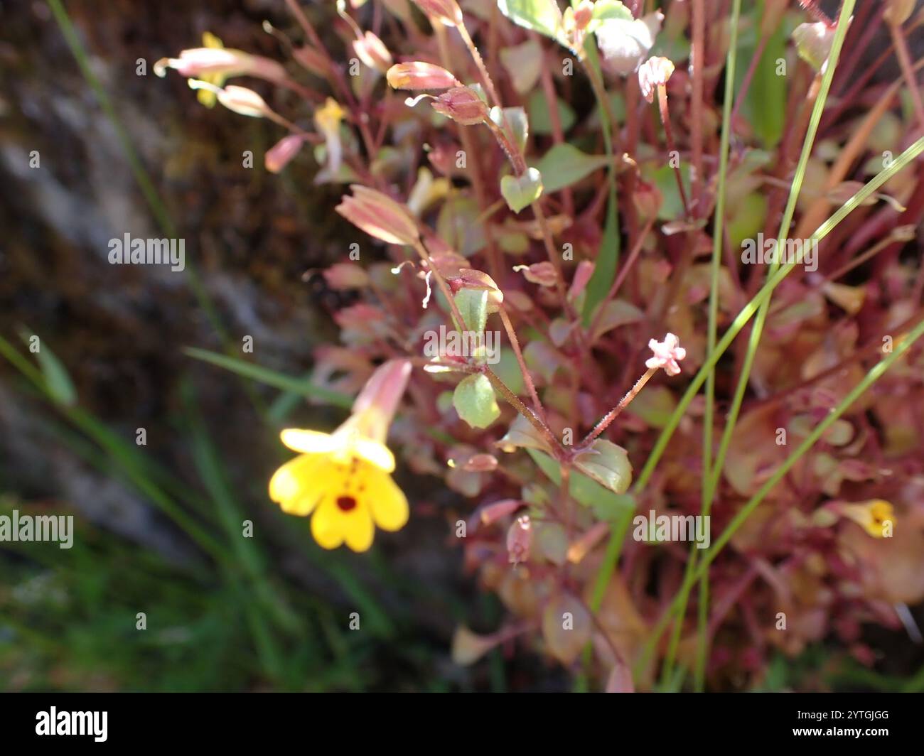 wingstem monkeyflower (Erythranthe alsinoides Stock Photo - Alamy