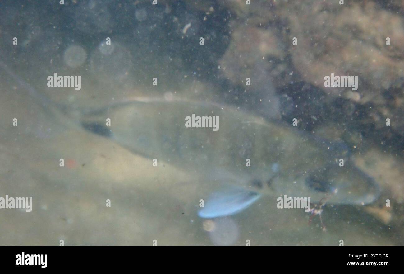 Cape White Seabream (Diplodus capensis Stock Photo - Alamy