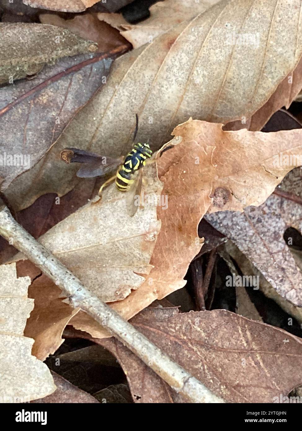 Eastern Hornet Fly (Spilomyia longicornis Stock Photo - Alamy