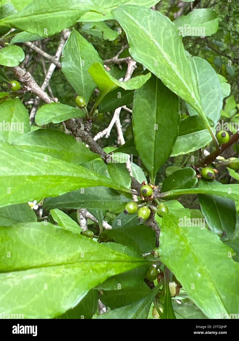 possumhaw (Ilex decidua Stock Photo - Alamy