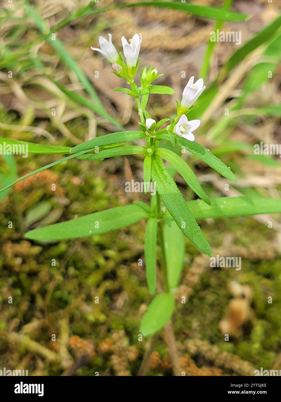 Long leaved houstonia hi-res stock photography and images - Alamy