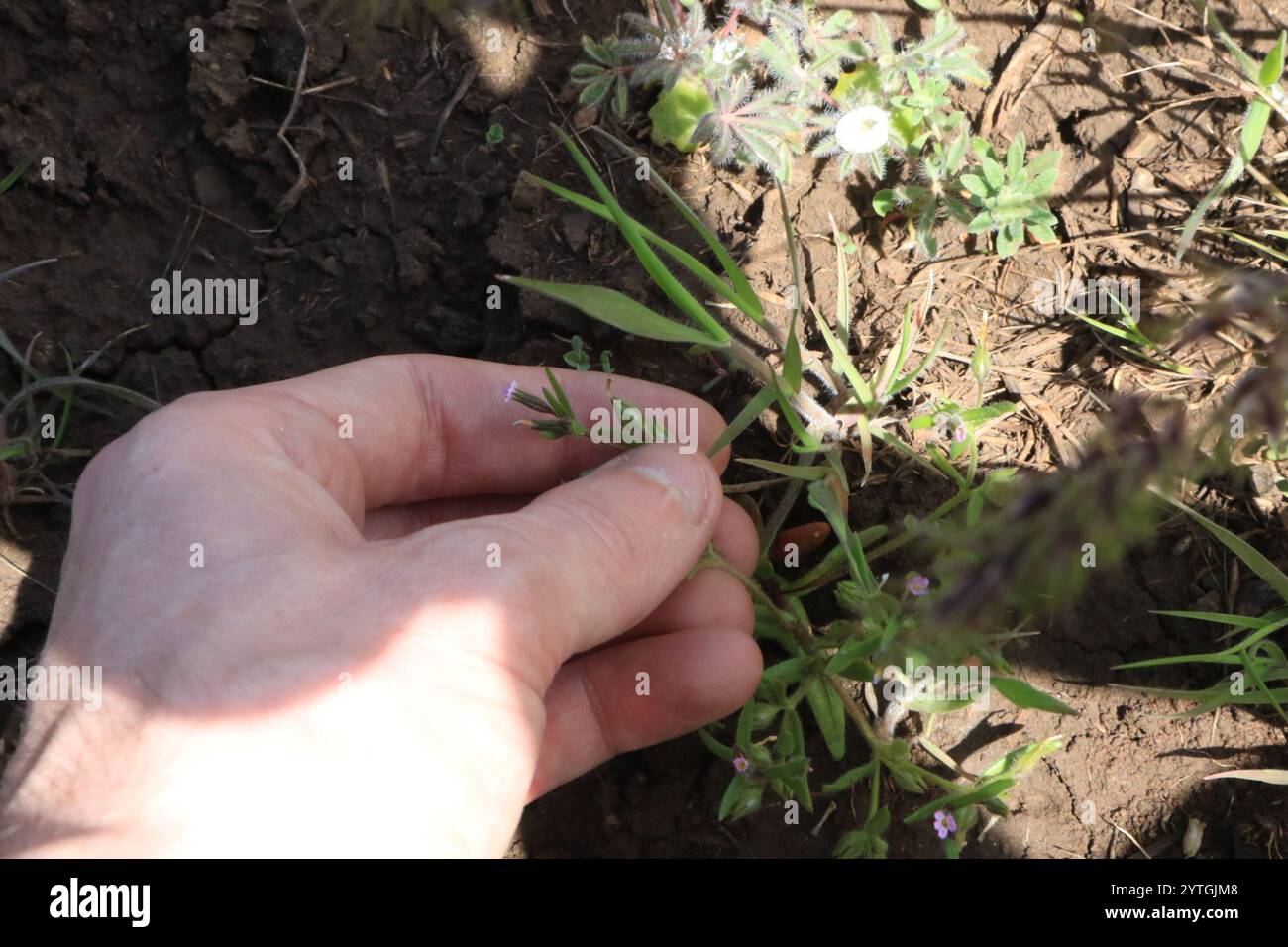 slender phlox (Microsteris gracilis Stock Photo - Alamy