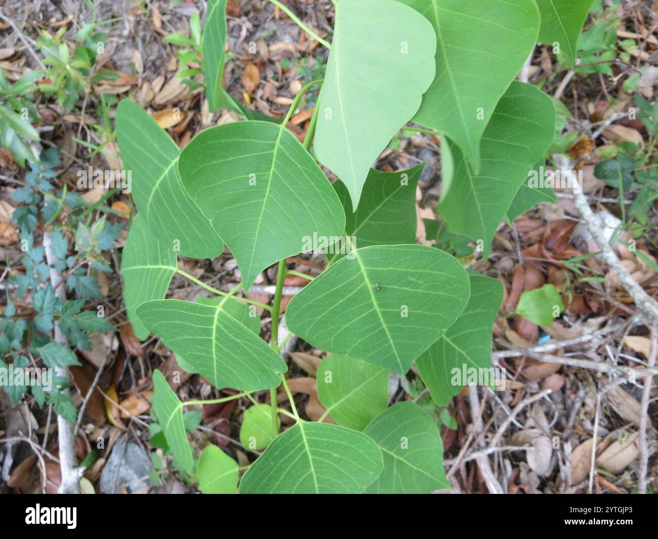 Chinese Tallow (Triadica sebifera Stock Photo - Alamy