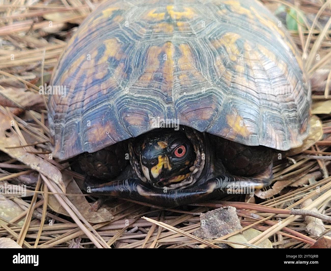 Eastern Box Turtle (Terrapene carolina carolina Stock Photo - Alamy