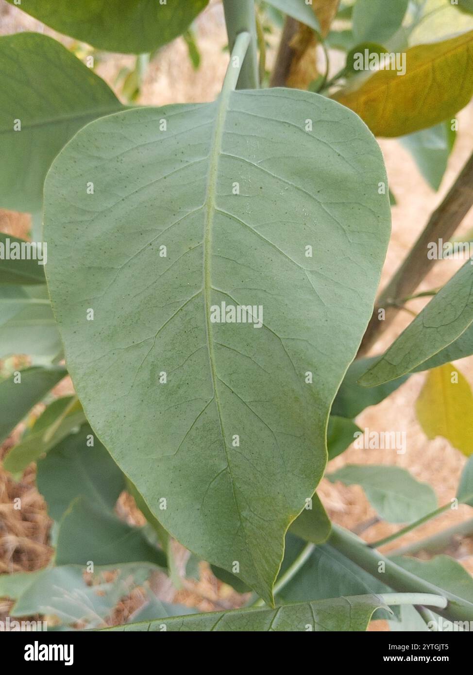 tree tobacco (Nicotiana glauca Stock Photo - Alamy