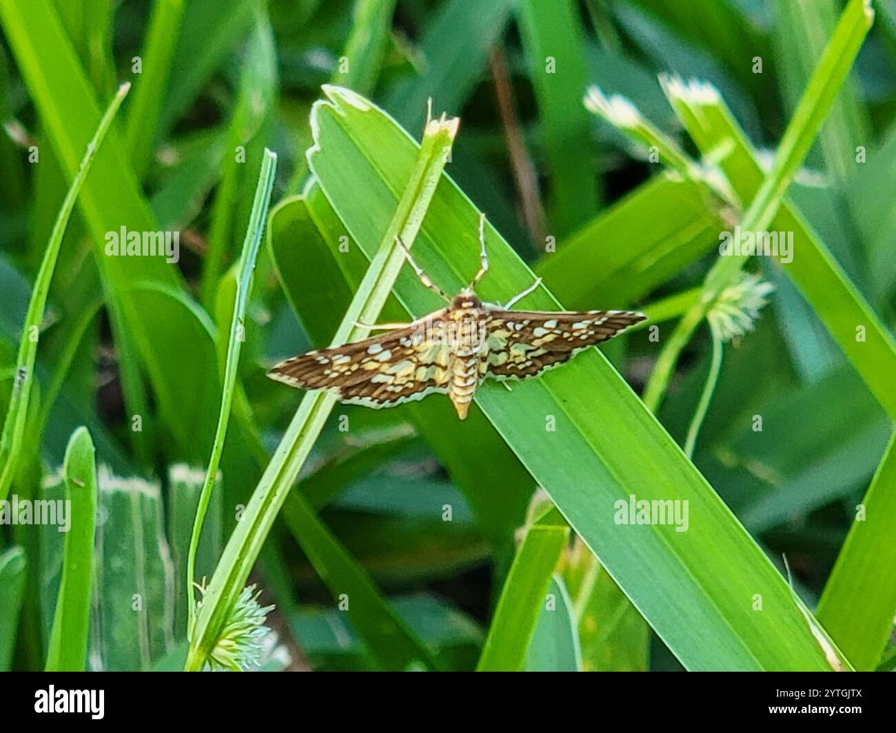 Stained-glass Moth (Samea castellalis Stock Photo - Alamy
