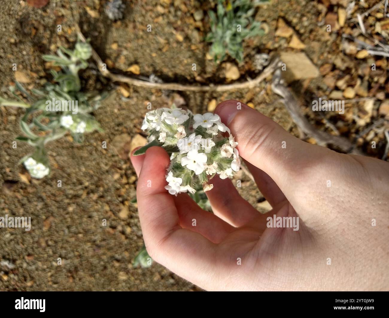 Perennial Cryptanthas (Oreocarya Stock Photo - Alamy