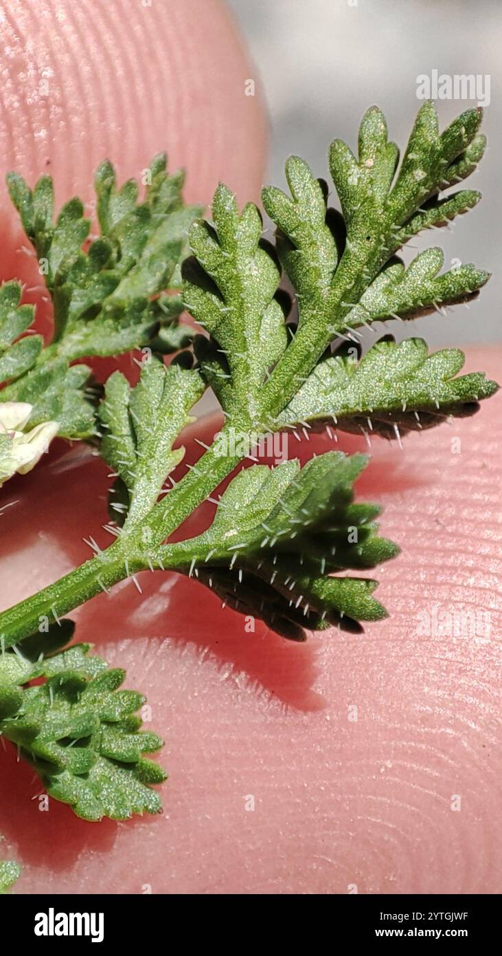 Flat-fruited Orlaya (Orlaya daucoides Stock Photo - Alamy