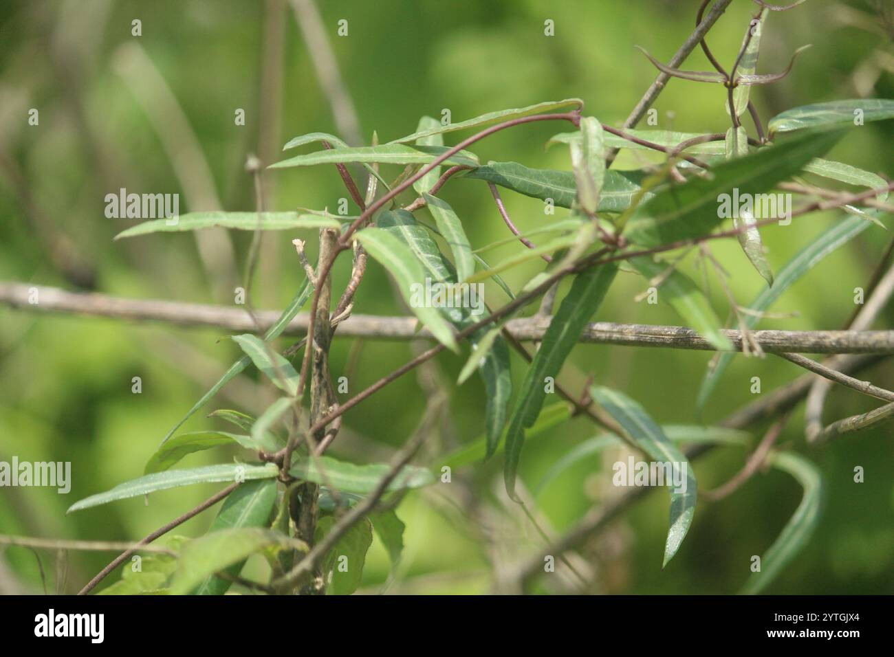 Hemidesmus hi-res stock photography and images - Alamy