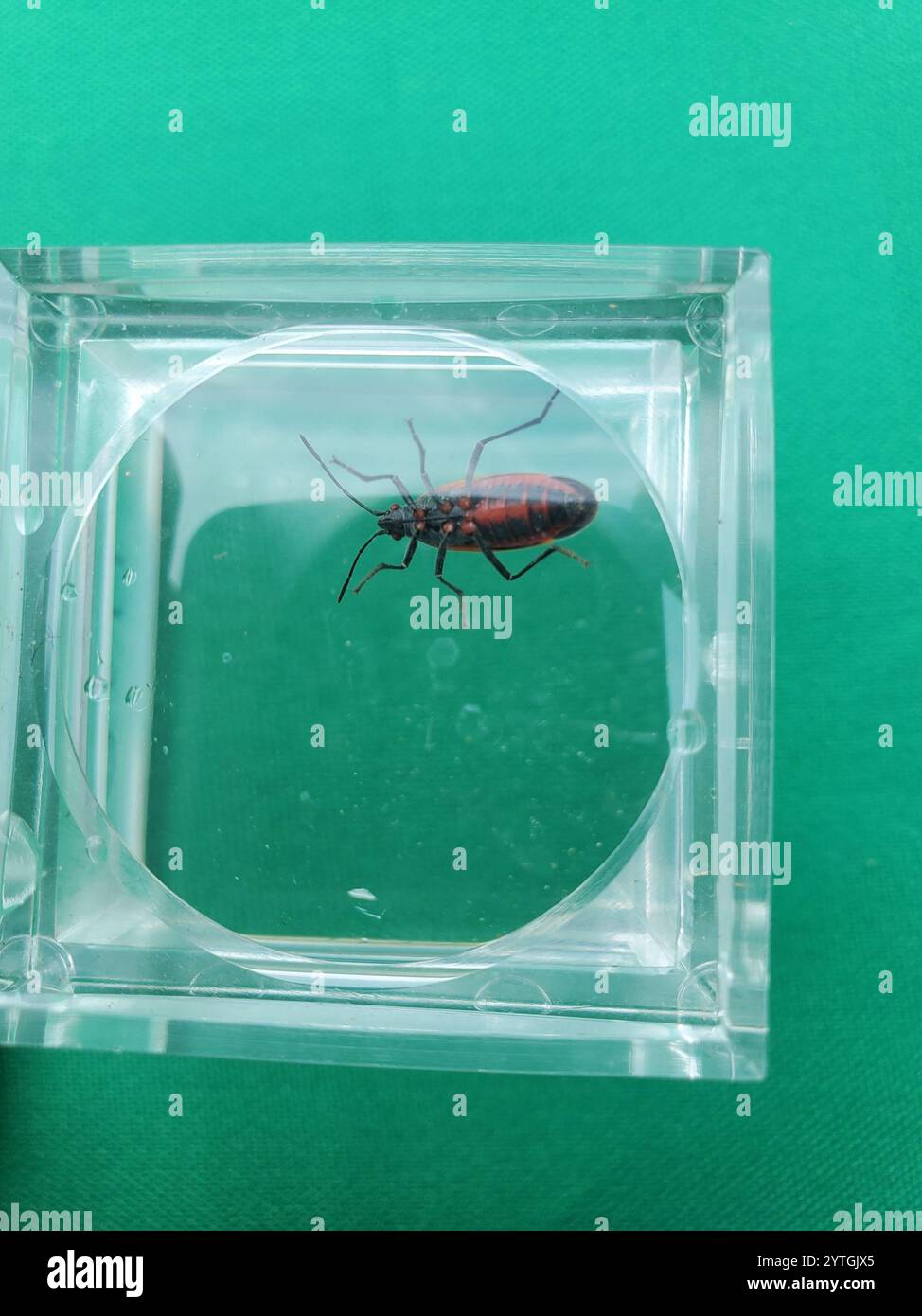 Eastern Boxelder Bug (Boisea trivittata Stock Photo - Alamy