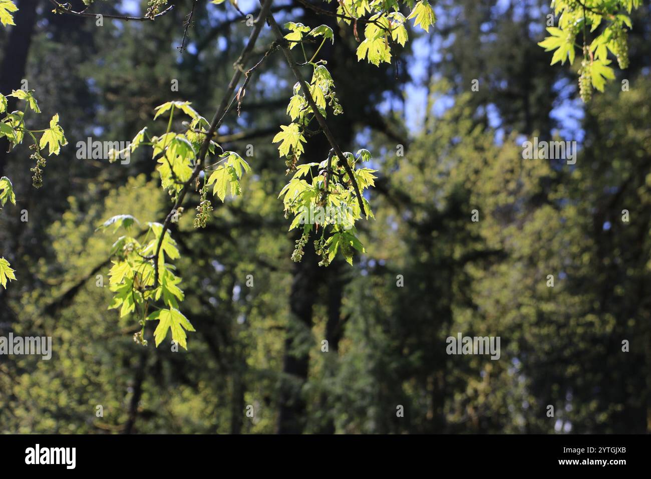 bigleaf maple (Acer macrophyllum Stock Photo - Alamy