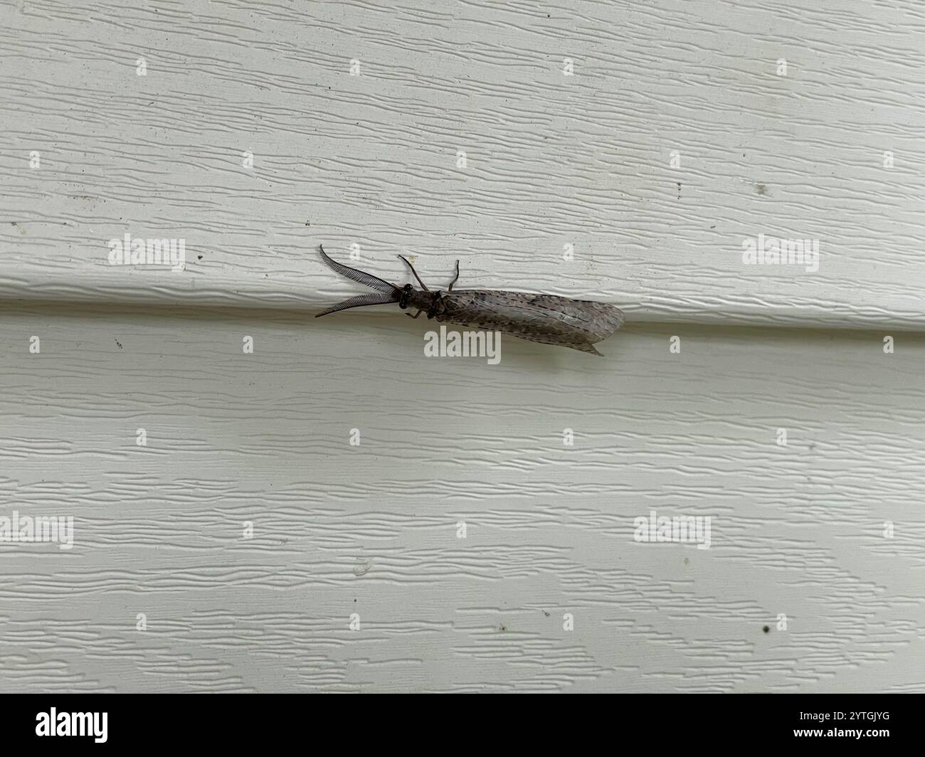 Spring Fishfly (Chauliodes rastricornis Stock Photo - Alamy