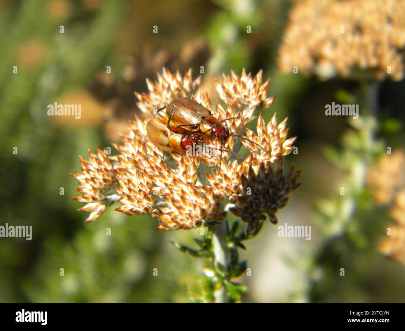 Swollen Restio Beetles (Pseudorupilia Stock Photo - Alamy