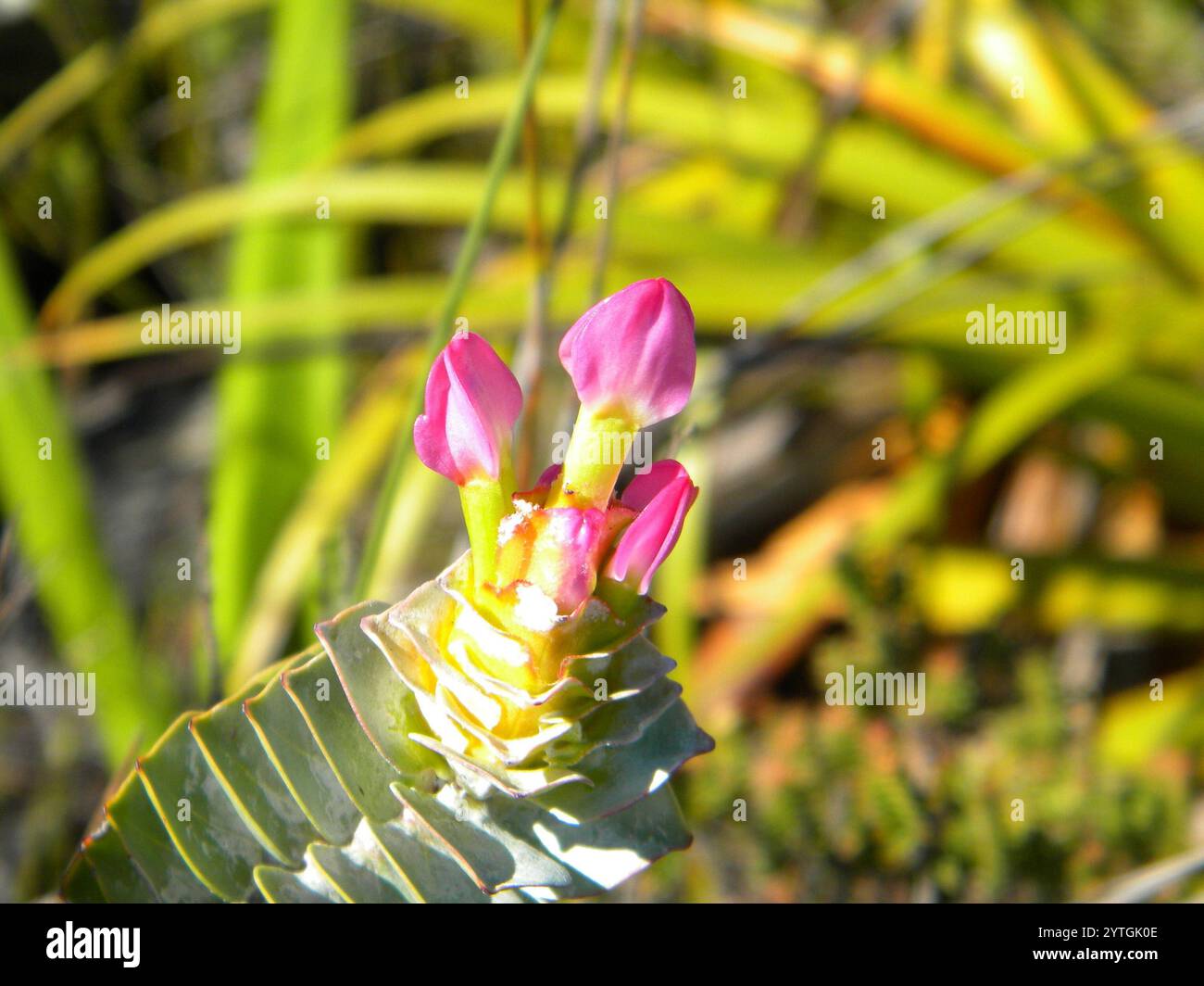 Salter (Saltera sarcocolla Stock Photo - Alamy