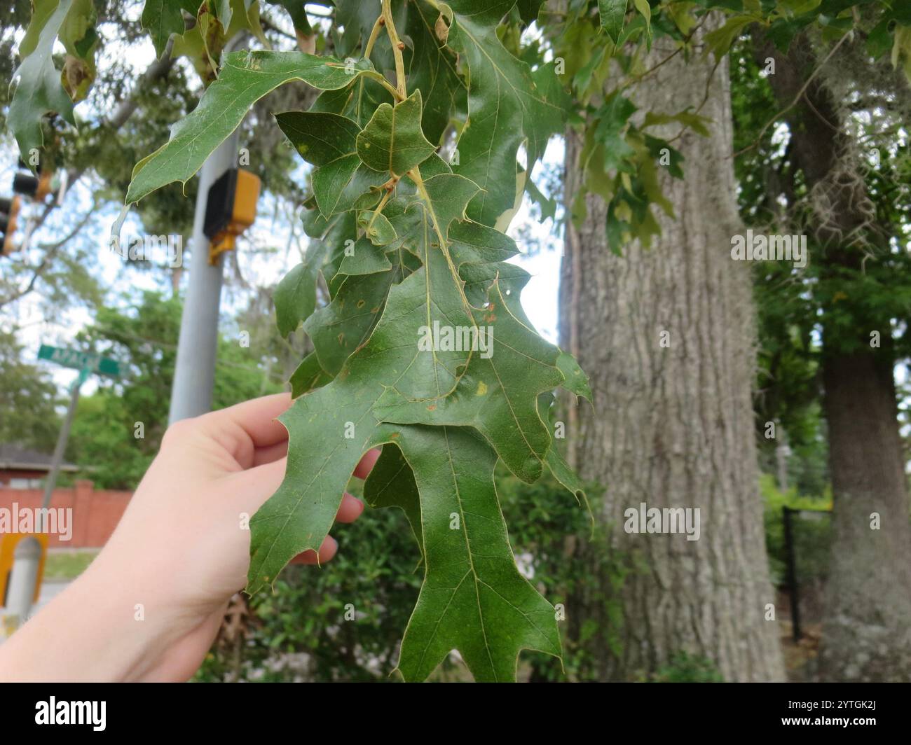 southern red oak (Quercus falcata Stock Photo - Alamy